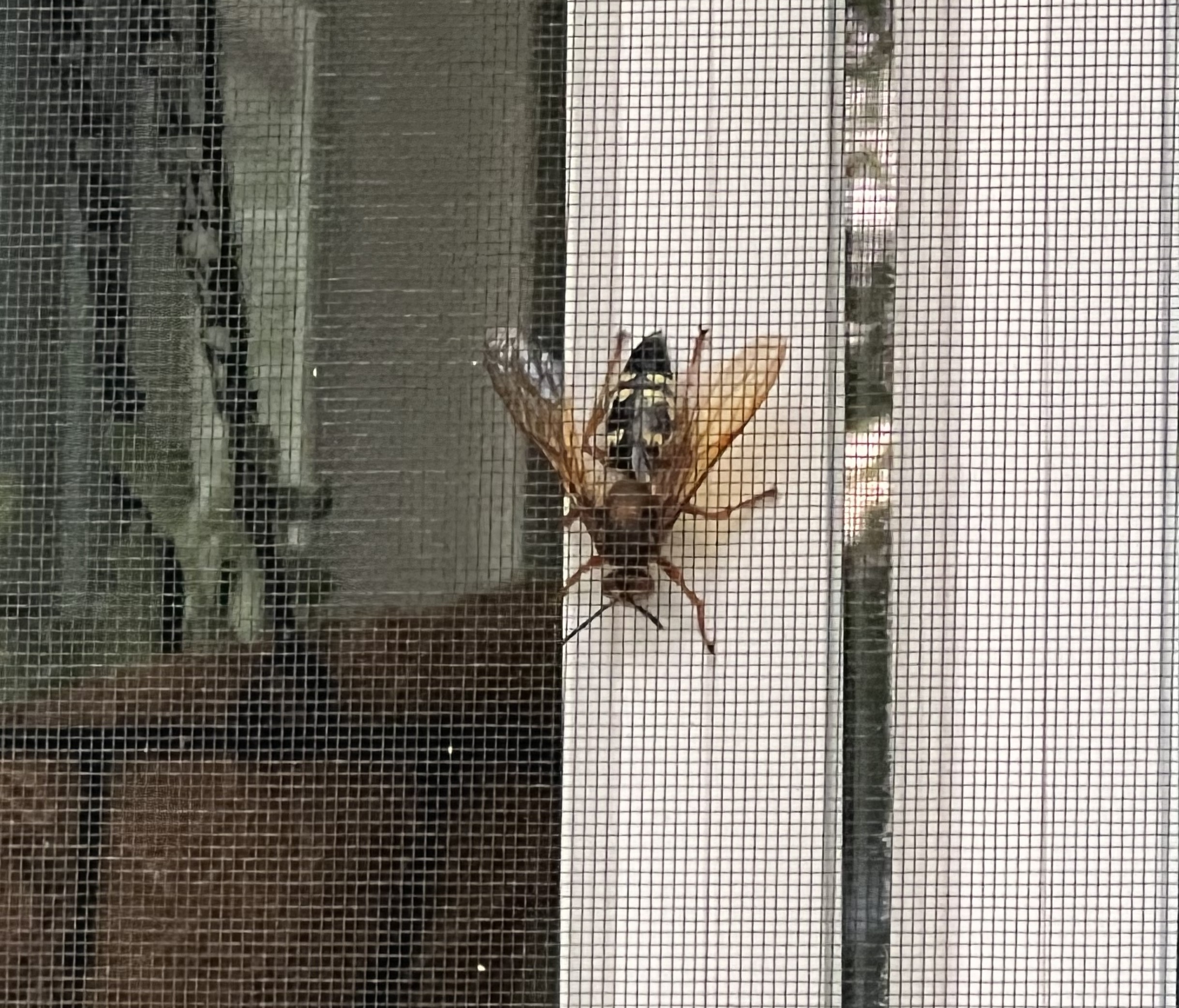 Cicada Killer – A travelers odyssey