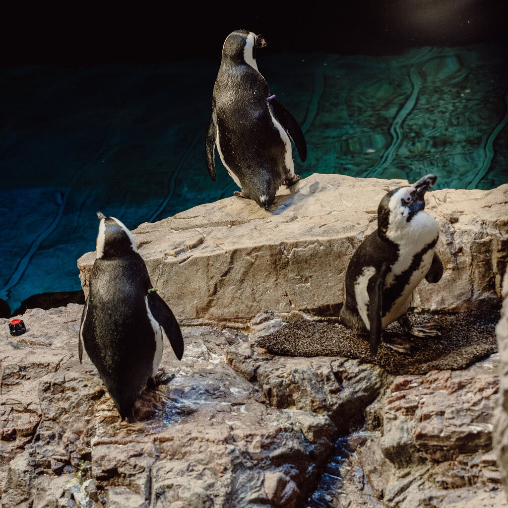 African Penguin – A travelers odyssey